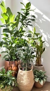 How to Style House Plants Like a Designer